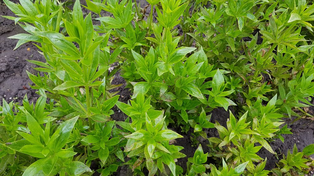 MEEKRAP, van wortel tot rode verfstof - FarmTime