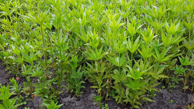 MEEKRAP, van wortel tot rode verfstof - FarmTime